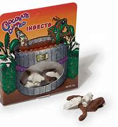chocolate covered bugs